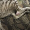 Abscesos en gatos: qué son, causas y tratamiento efectivo - En Pucol