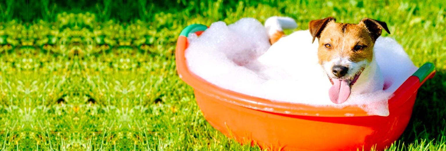 Beneficios de la tina en los perros: Cuidados y recomendaciones para un ...