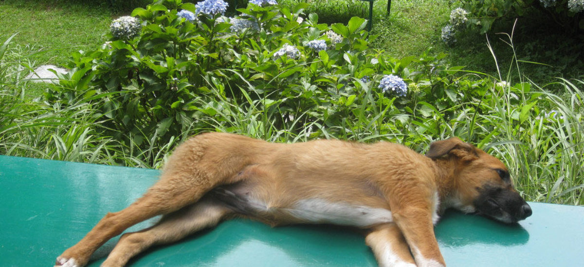 Convulsiones en perros: síntomas y guía paso a paso para actuar - En Pucol