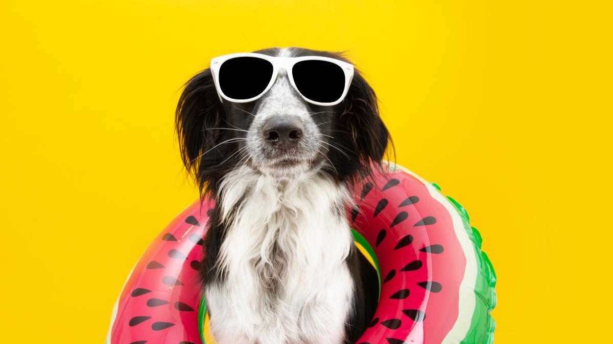 Descubre cómo viajar con tu mascota este verano: consejos y destinos ...