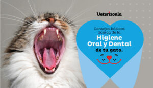 Soluciones para los problemas dentales en gatos: cómo cuidar la salud ...