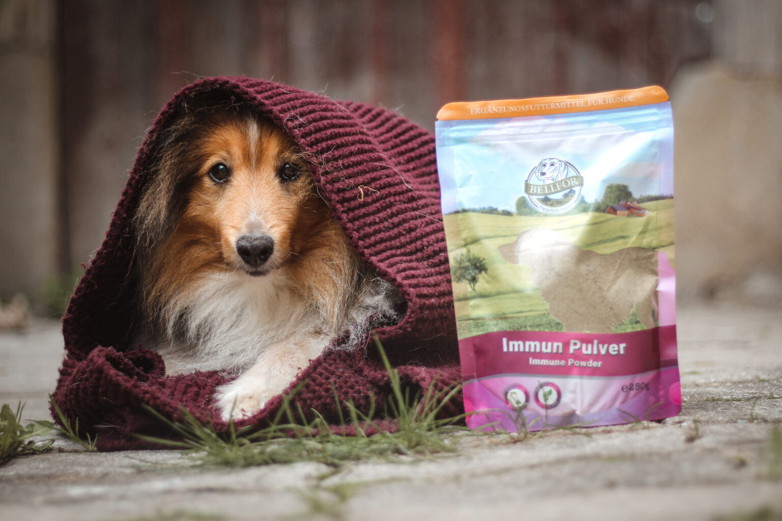 Tratamiento y prevención de la laringitis en perros: Guía completa para ...